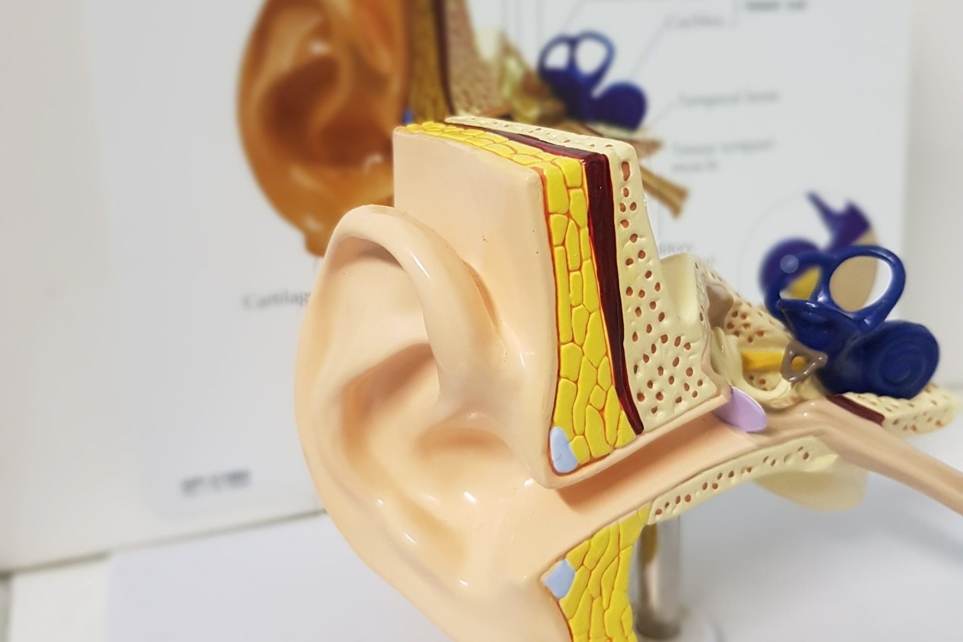 The Ear: Anatomy and Physiology - CPD Portal